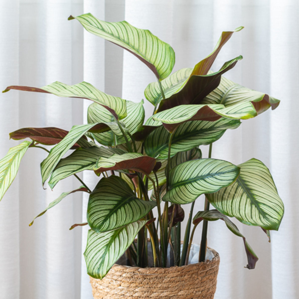 Calathea Majestica White Star Calathea | SiteOne