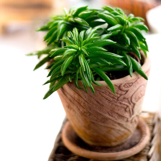 Peperomia Ferreyrae Happy Bean | SiteOne