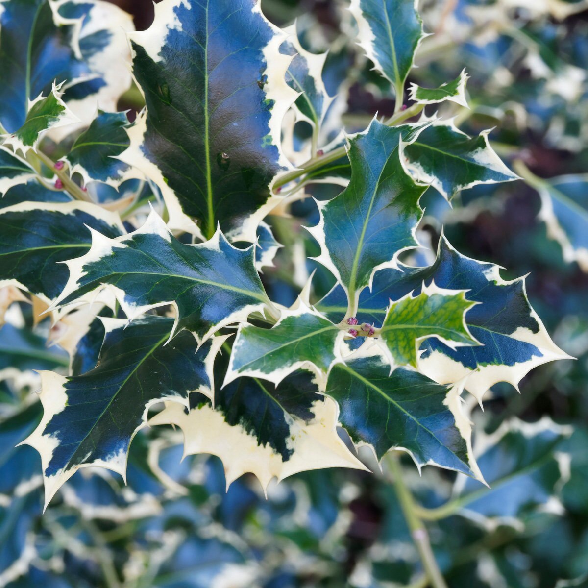 Ilex Aquifolium Aurea Marginata Variegated English Holl | SiteOne