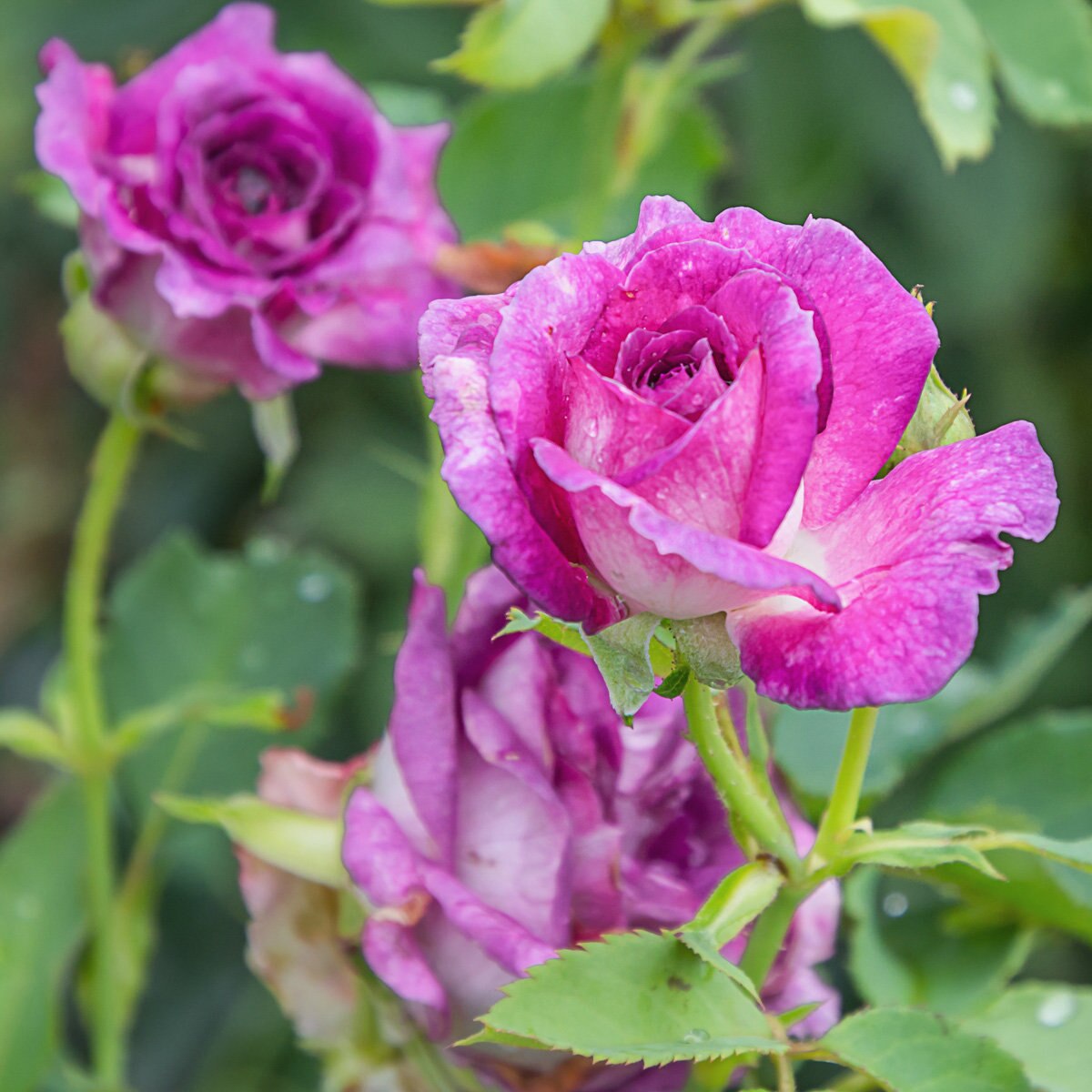 Rosa X Lavender Crush Climbing Rose | SiteOne