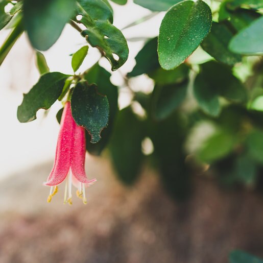 Correa Dusky Bells Red Australian Fuchsia | SiteOne