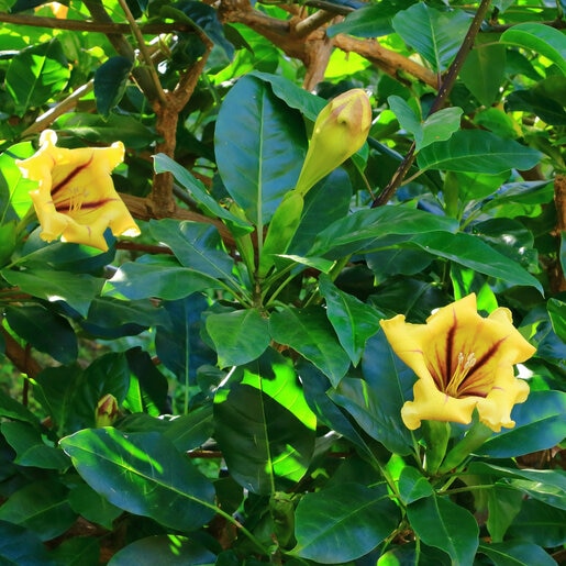 Solandra Maxima Cup of Gold Vine | SiteOne