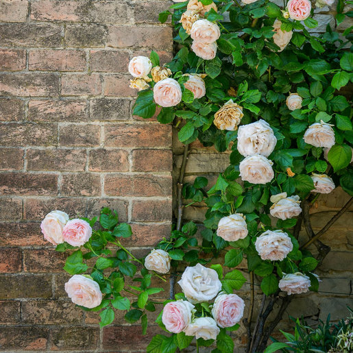 Rosa X Blush Noisette Climbing Rose | SiteOne