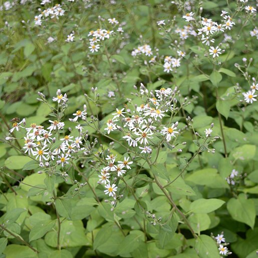Eurybia Macrophylla Big-Leaved Aster | SiteOne