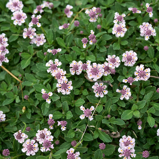 Phyla Nodiflora Texas Frogfruit | SiteOne