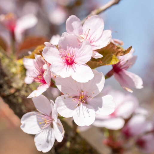 Prunus X Hillieri Spire Flowering Cherry | SiteOne