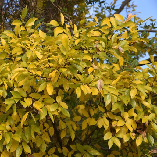 Celtis Sinensis Chinese Hackberry | SiteOne