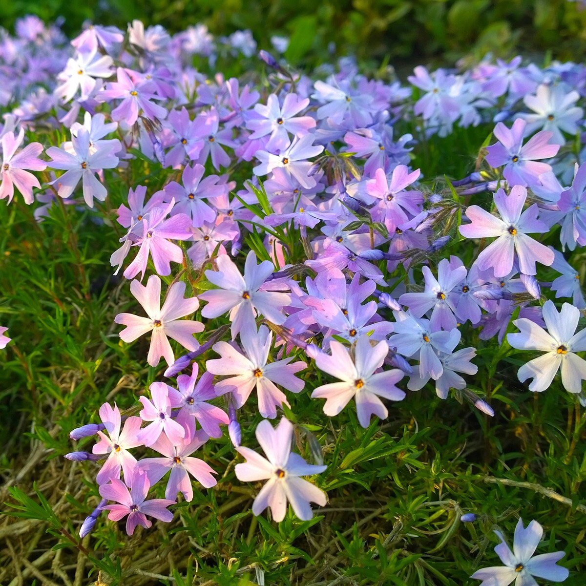 Phlox Subulata Emerald Cushion Blue Creeping Phlox | SiteOne