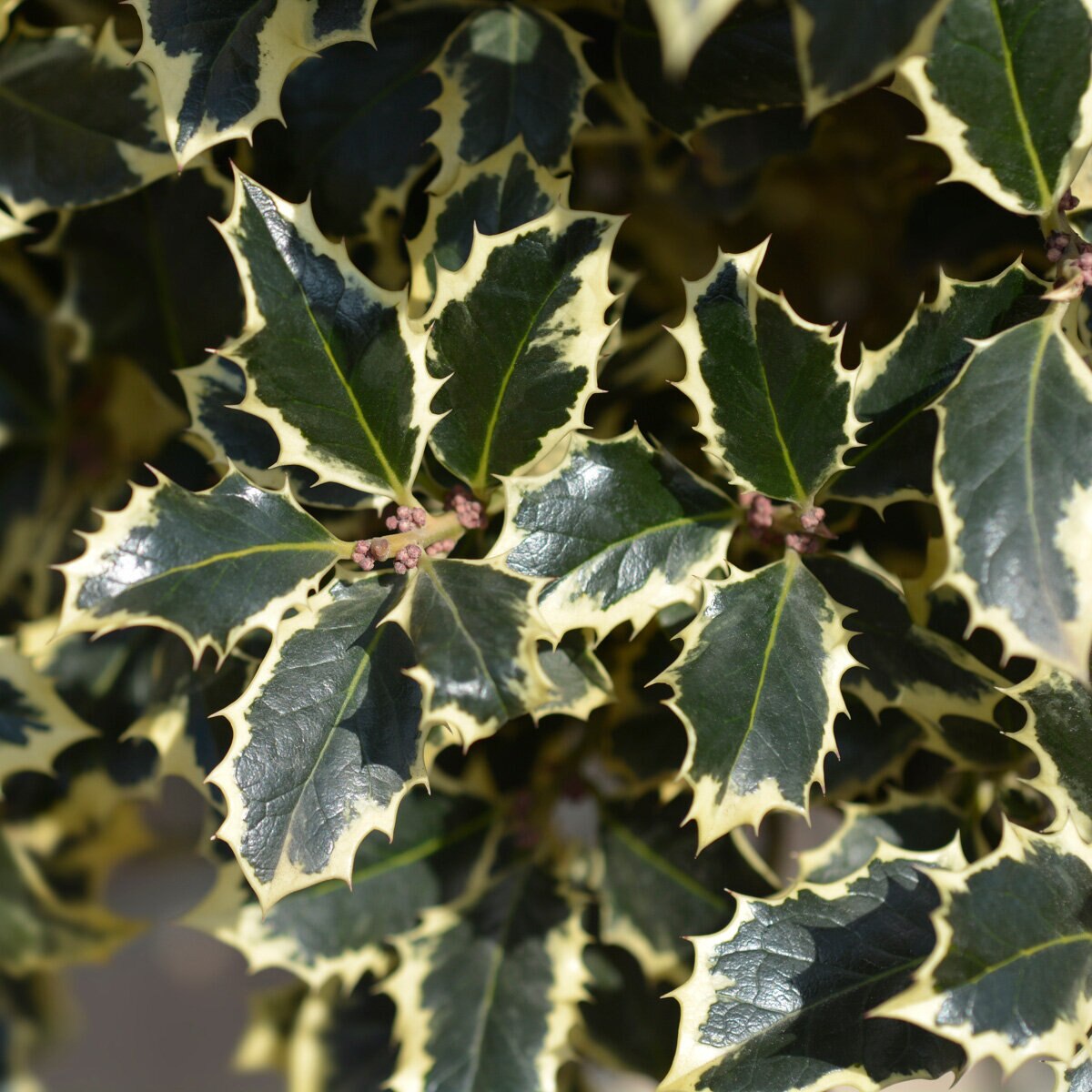 Ilex Aquifolium Variegata English Holly | SiteOne