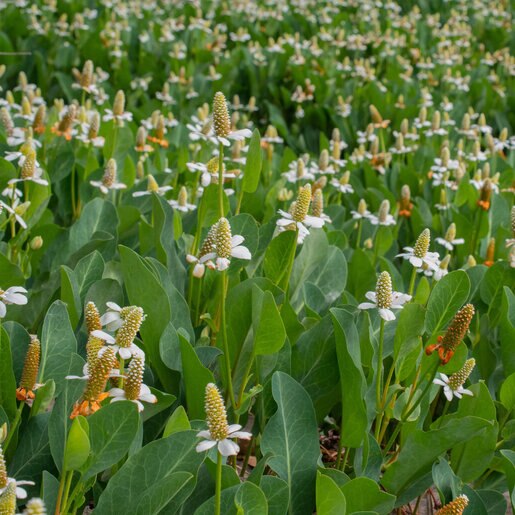 Anemopsis Californica Yerba Mansa | SiteOne