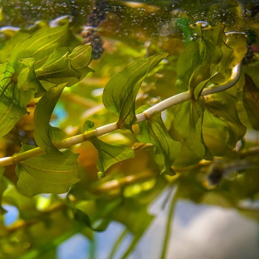 Potamogeton Perfoliatus Claspingleaf Pondweed | SiteOne