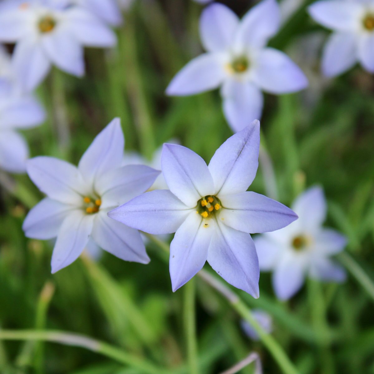 Isotoma Fluviatilis Blue Star Creeper | SiteOne
