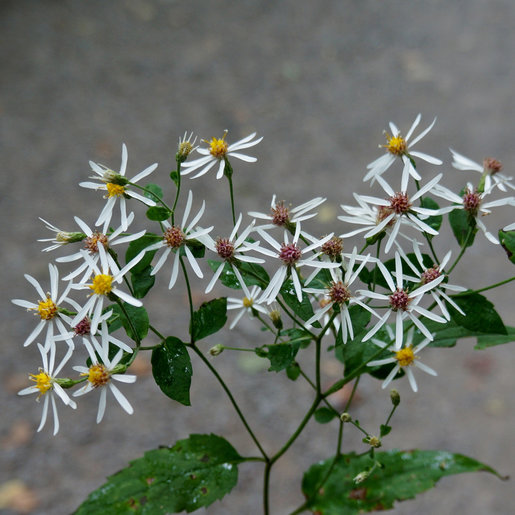 Aster Divaricatus Eastern Star Aster | SiteOne