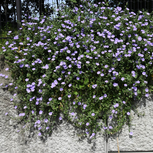 Convolvulus Mauritanicus Ground Morning Glory | SiteOne