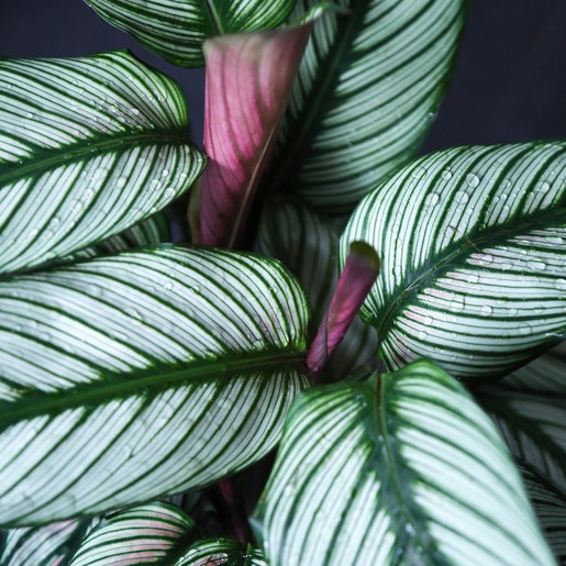 Calathea Majestica White Star Calathea | SiteOne