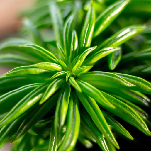 Peperomia Ferreyrae Happy Bean | SiteOne