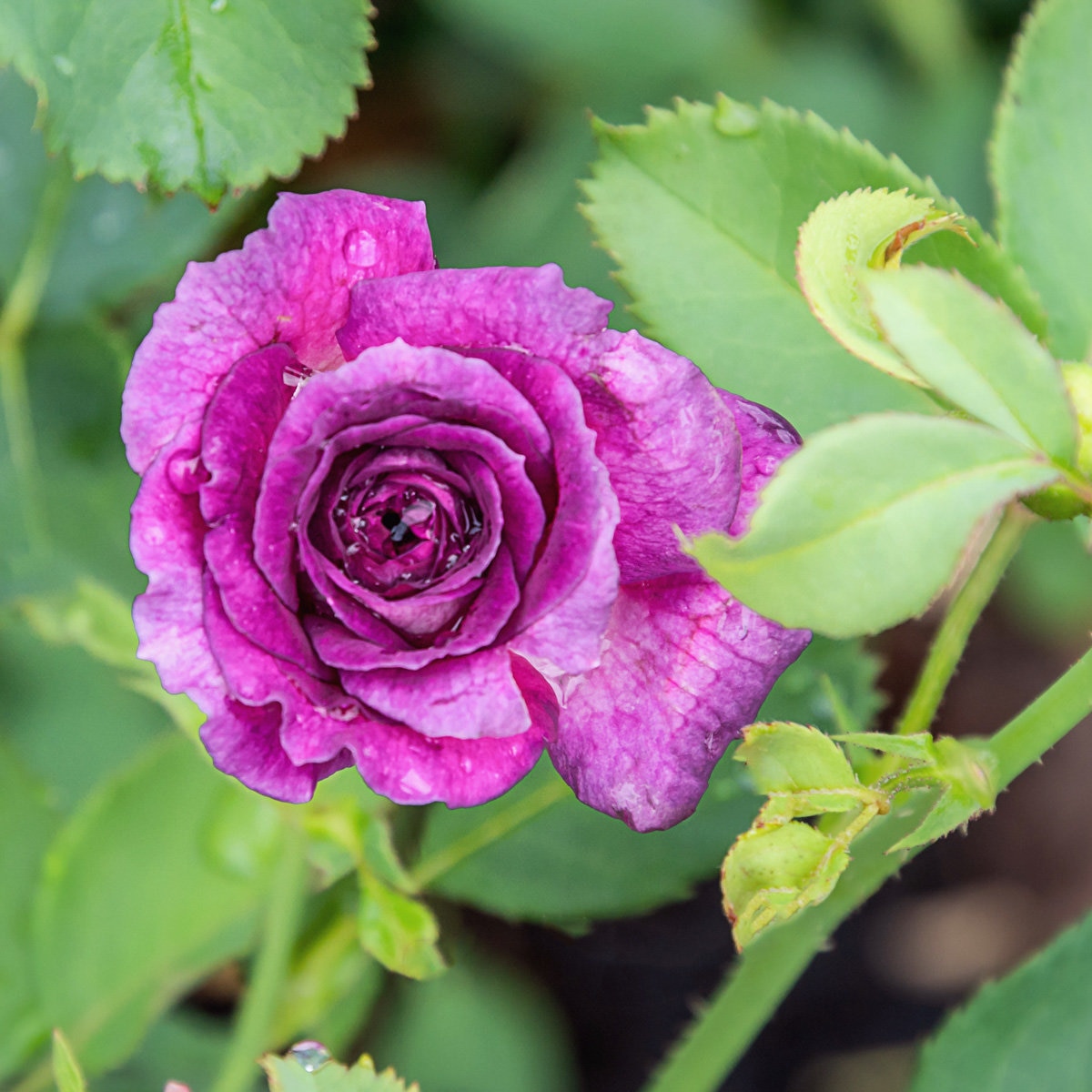 Rosa X Lavender Crush Climbing Rose | SiteOne
