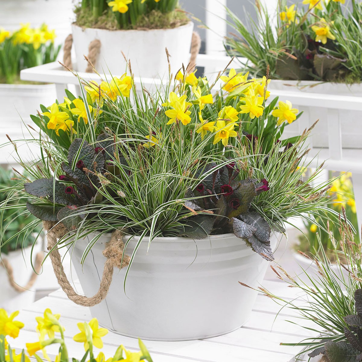 Carex Oshimensis EverColor Everest Variegated Sedge | SiteOne