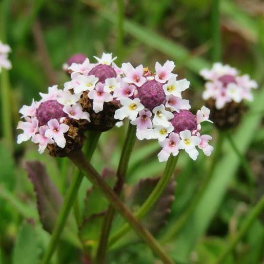 Phyla Nodiflora Texas Frogfruit | SiteOne