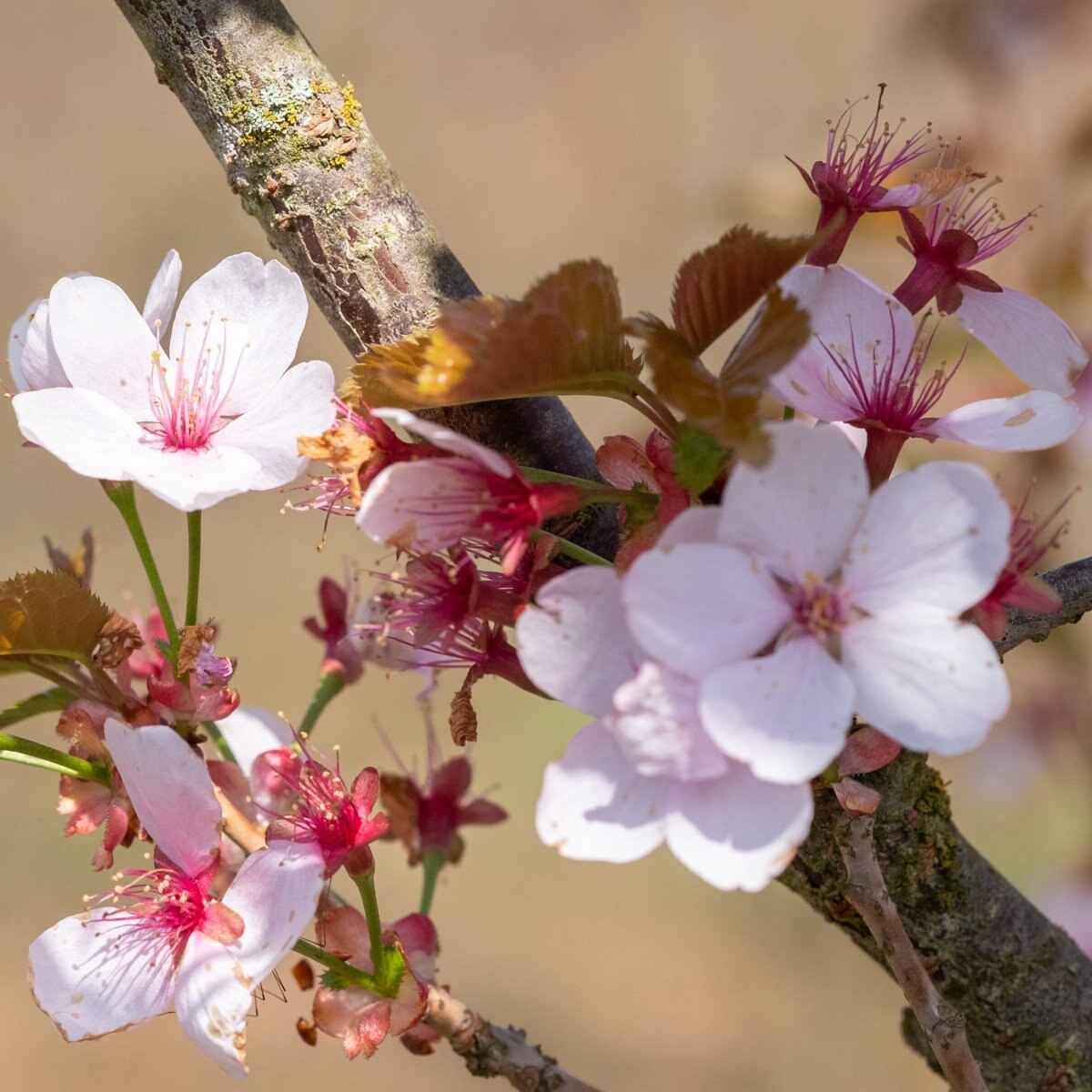 Prunus X Hillieri Spire Flowering Cherry | SiteOne