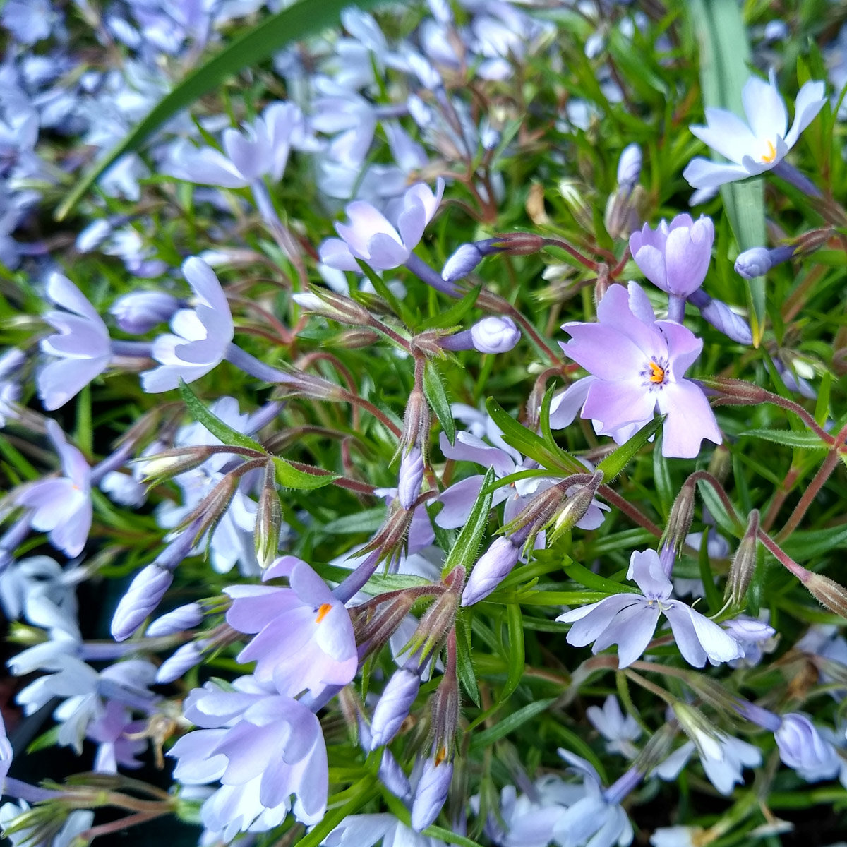 Phlox Subulata Emerald Cushion Blue Creeping Phlox | SiteOne