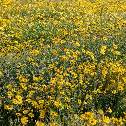 Encelia Californica Coast Sunflower | SiteOne
