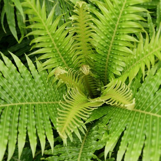 Blechnum Gibbum Silver Lady Dwarf Tree Fern | SiteOne