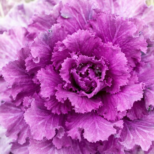 Brassica Oleracea Pigeon Red Ornamental Kale | SiteOne