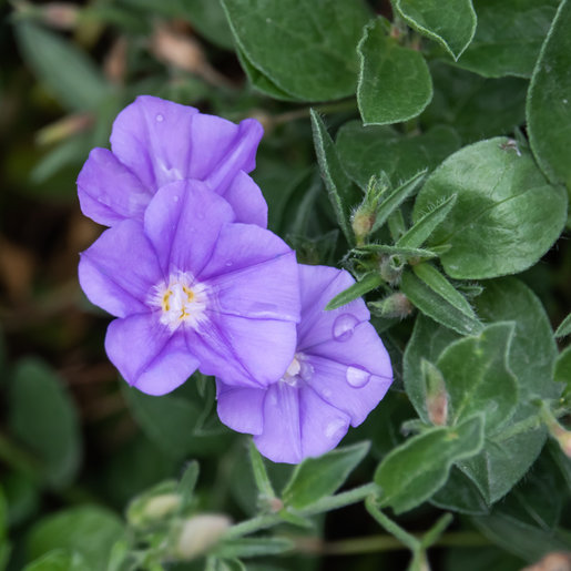 Convolvulus Mauritanicus Ground Morning Glory | SiteOne