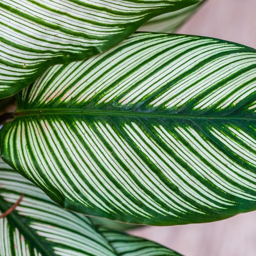 Calathea Majestica White Star Calathea | SiteOne