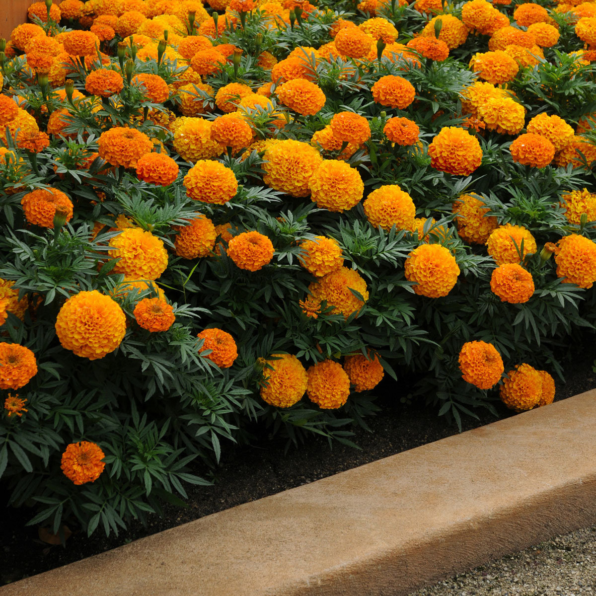 Tagetes Erecta Taishan Orange African Marigold | SiteOne
