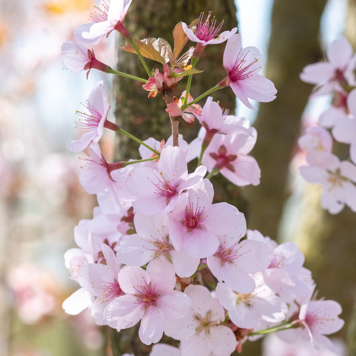 Prunus X Hillieri Spire Flowering Cherry | SiteOne