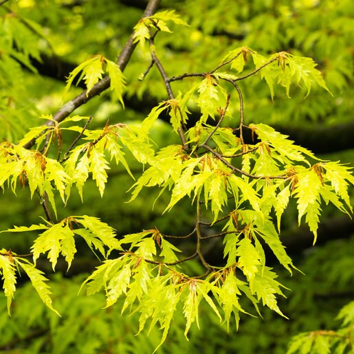 Fagus Sylvatica Asplenifolia European Beech | SiteOne
