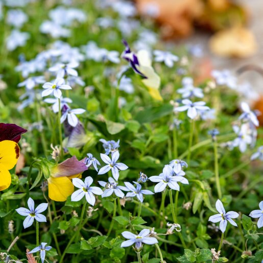 Isotoma Fluviatilis Blue Star Creeper | SiteOne