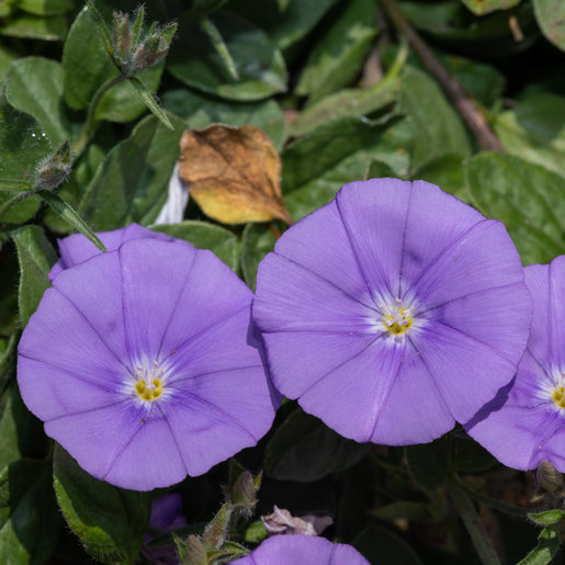 Convolvulus Mauritanicus Ground Morning Glory | SiteOne