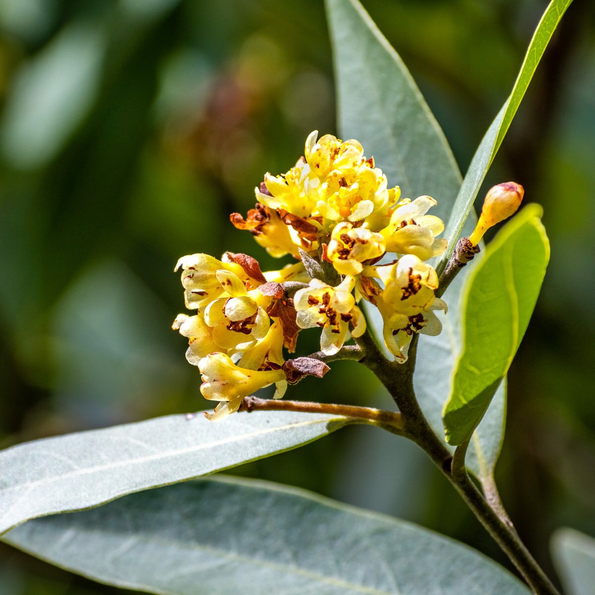 Umbellularia Californica California Bay | SiteOne