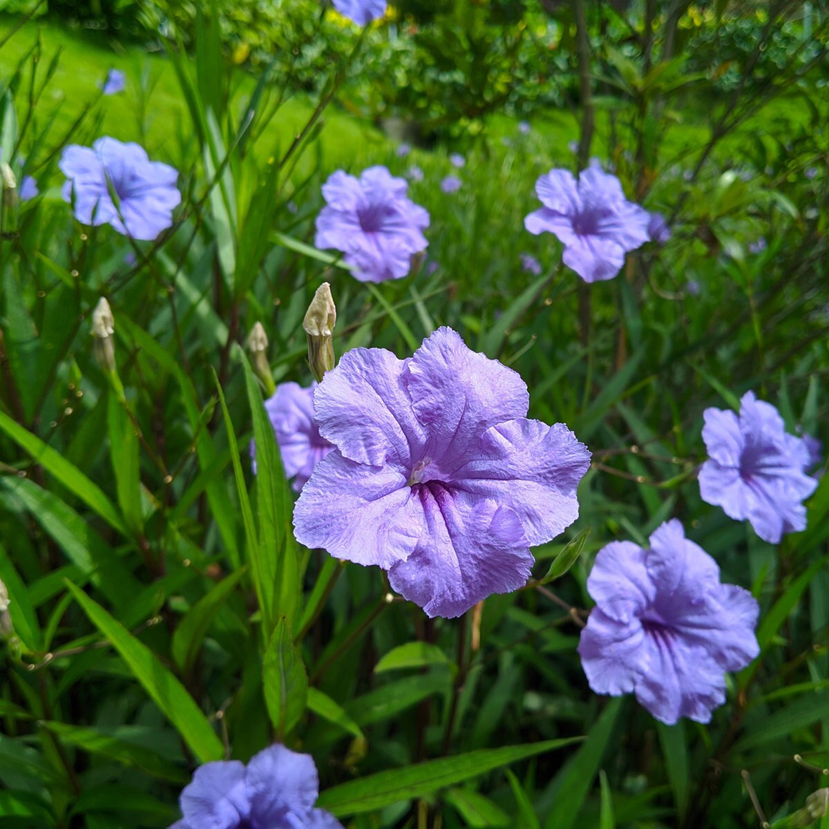 Ruellia Humilis Wild Petunia | SiteOne