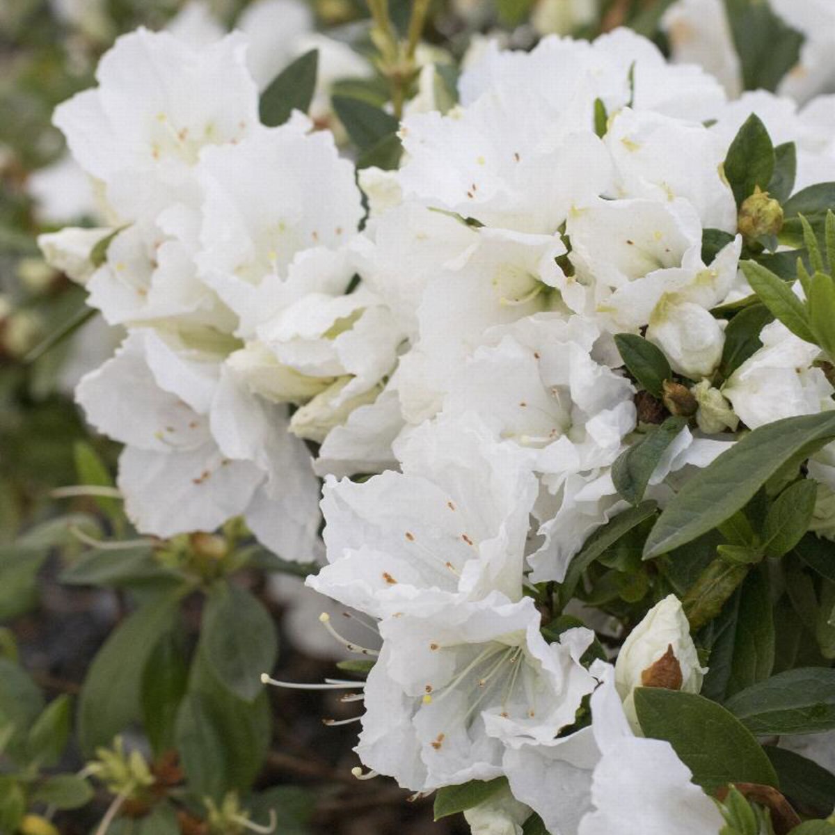 Rhododendron Indica Alaska Azalea | SiteOne