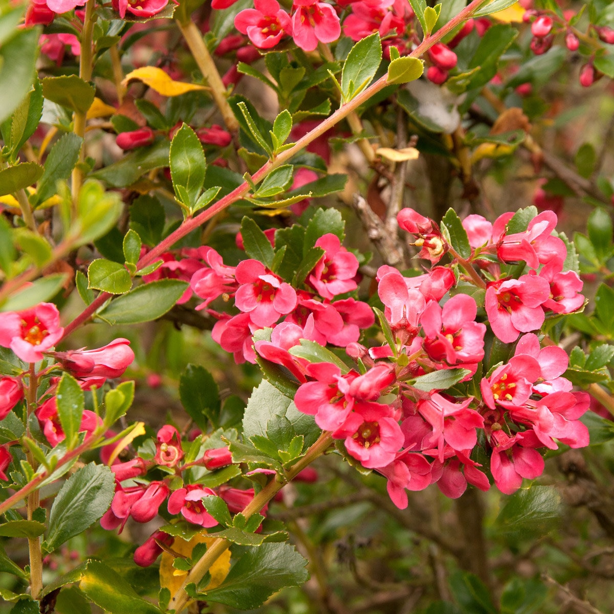 Escallonia 'Compakta' Dwarf Escallonia | SiteOne