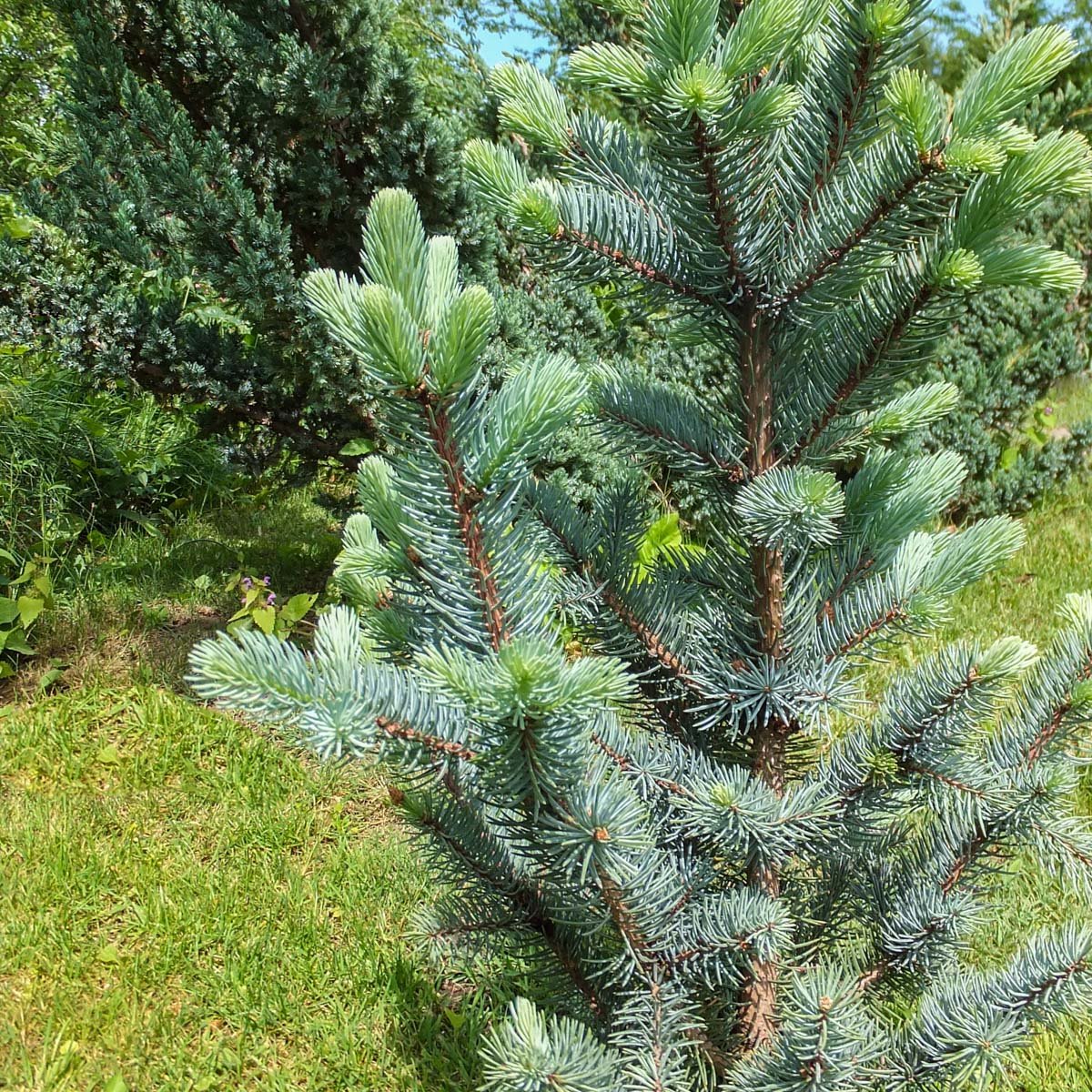 Picea Pungens Iseli Fastigiate Colorado Spruce | SiteOne