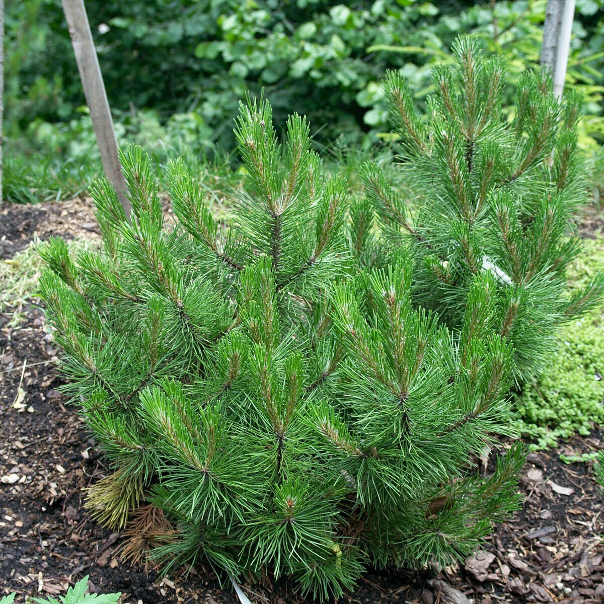 Pinus Heldreichii Compact Gem Bosnian Pine | SiteOne