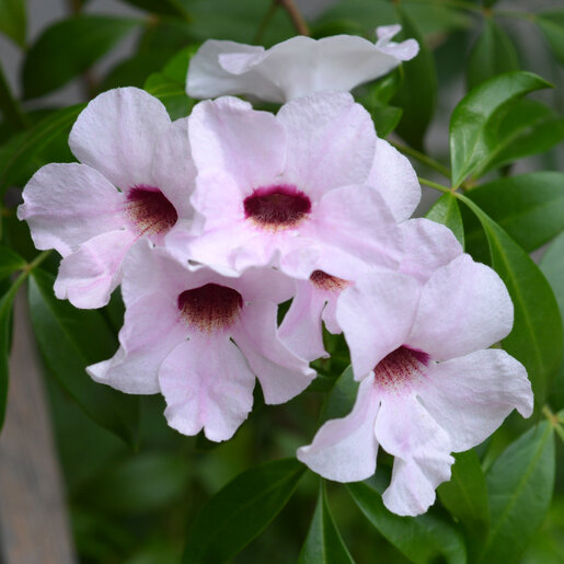 Pandorea Jasminoides Rosea Pink Bower Vine | SiteOne