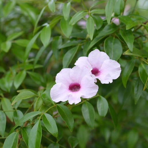 Pandorea Jasminoides Rosea Pink Bower Vine | SiteOne