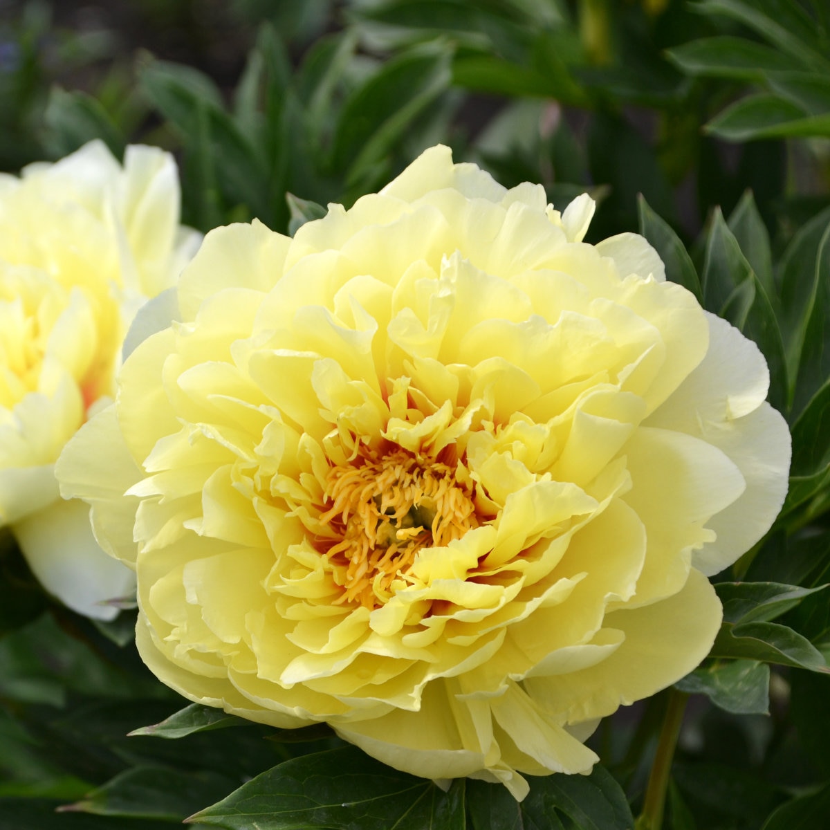 Paeonia X Intersectional Bartzella Itoh Peony | SiteOne