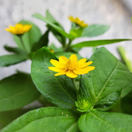 Melampodium Paludosum Butter Daisy | SiteOne
