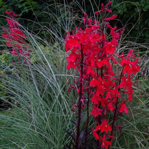 Lobelia Cardinalis Queen Victoria Cardinal Flower | SiteOne