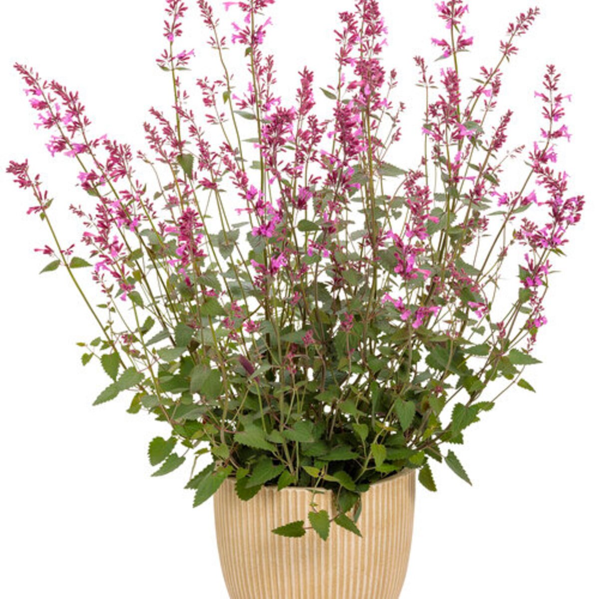 Agastache X Meant to Bee Royal Raspberry Anise Hyssop | SiteOne