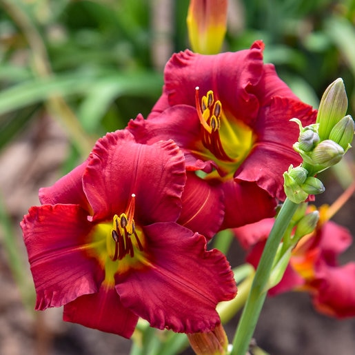 Hemerocallis X 'Blazing Returns' Daylily | SiteOne