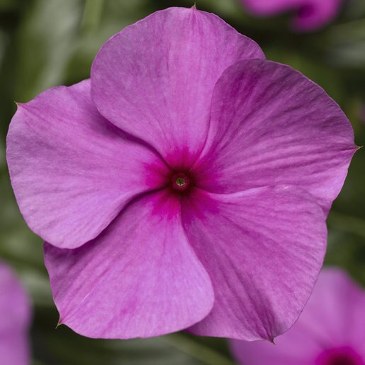 Catharanthus Roseus Cora Cascade XDR Lilac Vinca | SiteOne