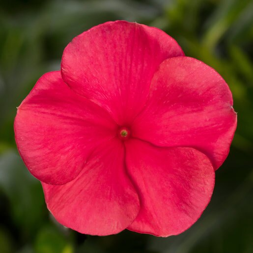Catharanthus Roseus Cora Cascade XDR Punch Vinca | SiteOne